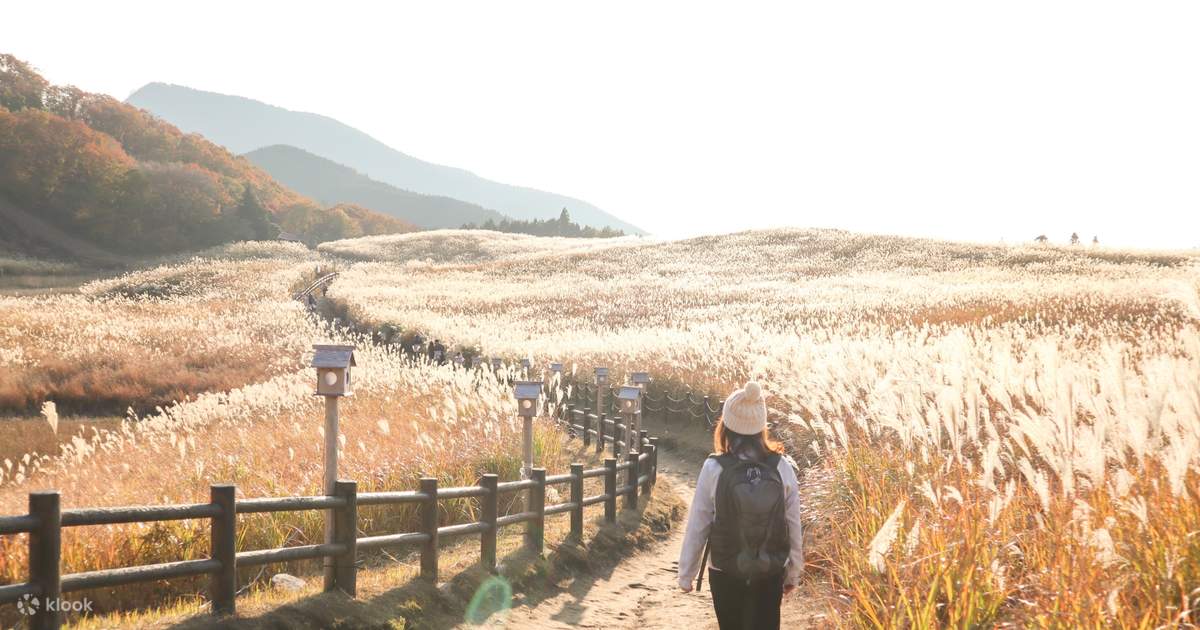 Từ Nagoya: Cuộc phiêu lưu sinh thái Soni Highlands & Kỳ nhông khổng lồ - Klook Việt Nam